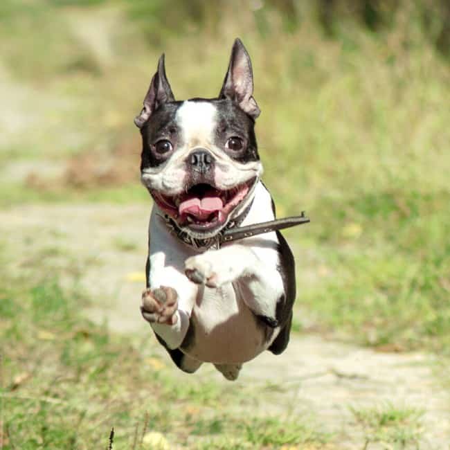 Unleashed and Unruly: Dog Park Etiquette 101 – Pet Pawcasso